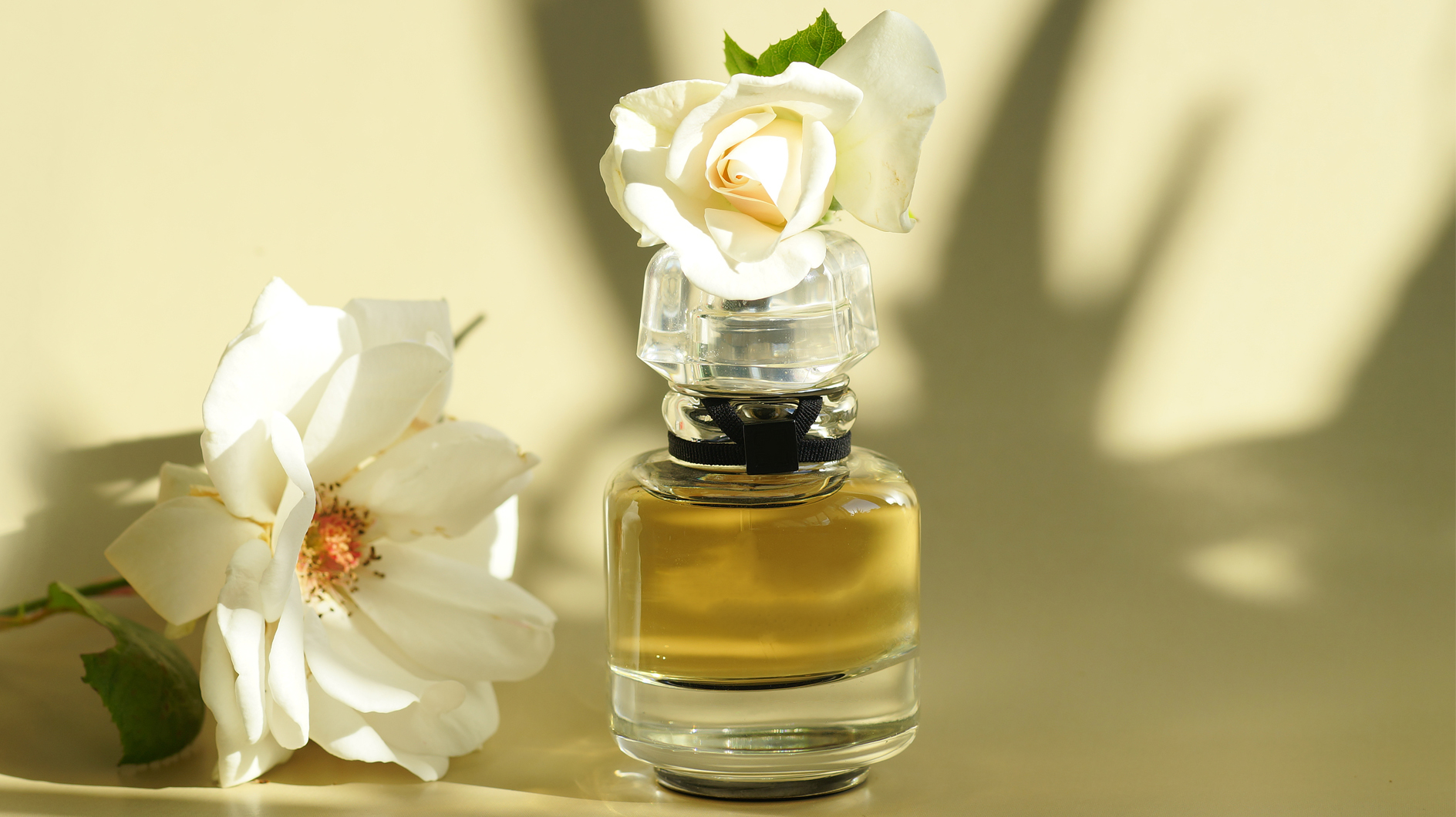 Das Apfel-Parfum von Rossmann ist ein Parfum-Liebling im Frühling ...